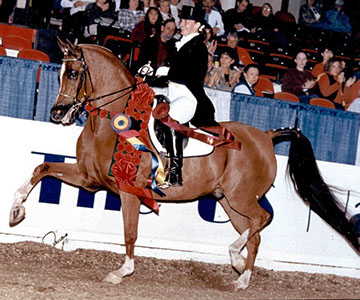 Academy Show Teams – Canyon Lake Farm